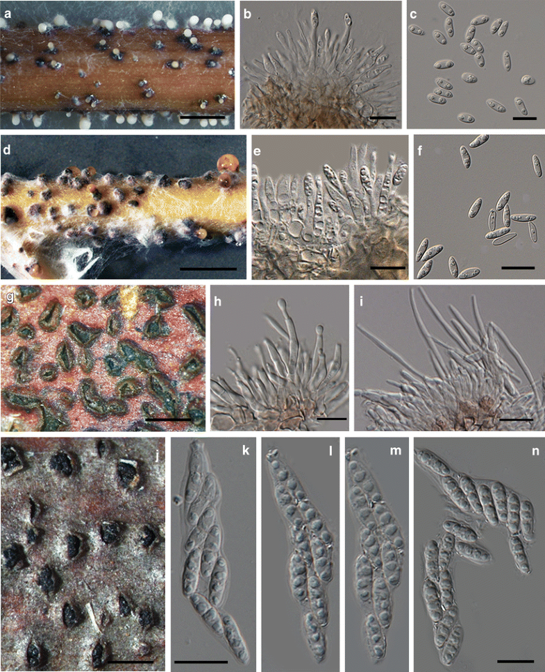 Insights into the genus Diaporthe: phylogenetic species delimitation in ...