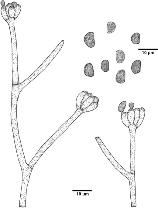 Overview of Stachybotrys ( Memnoniella) and current species status ...