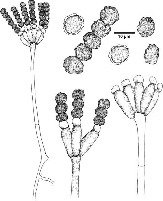 Overview of Stachybotrys ( Memnoniella) and current species status ...