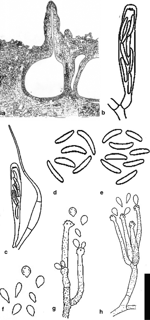 Towards unraveling relationships in Xylariomycetidae ( Sordariomycetes ...