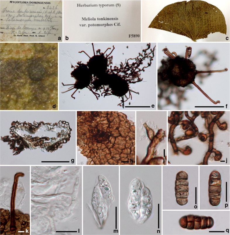 Meliolales | SpringerLink