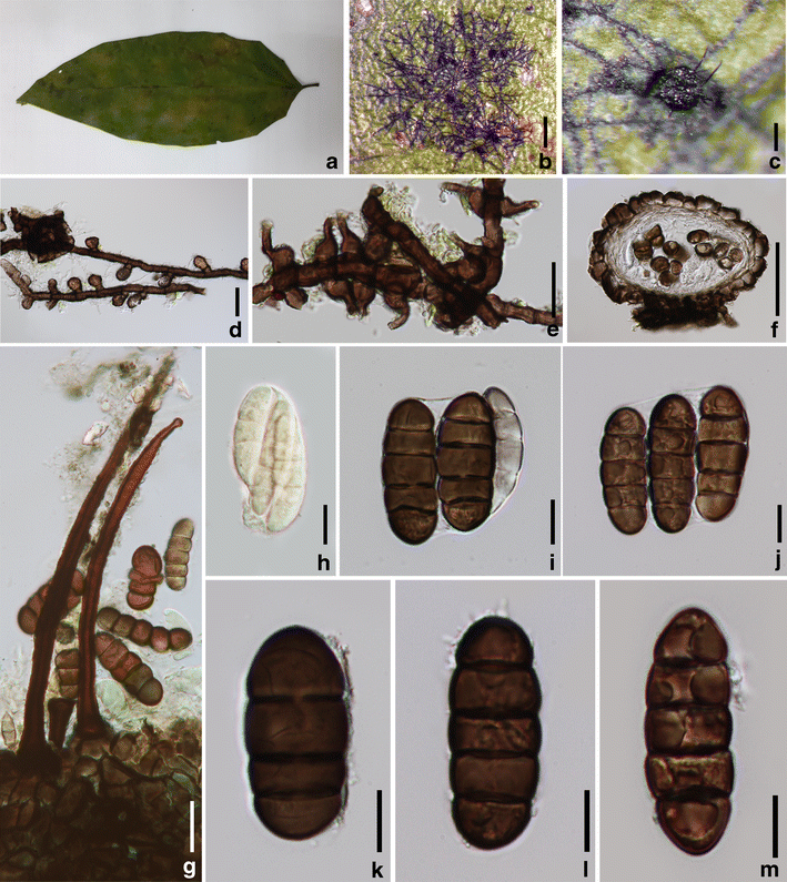 Meliolales | SpringerLink