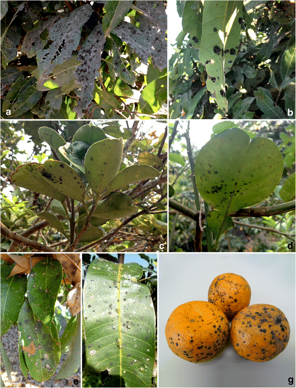 Meliolales | SpringerLink