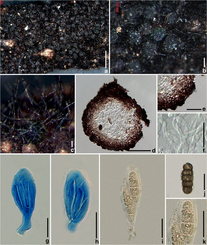 Meliolales | SpringerLink