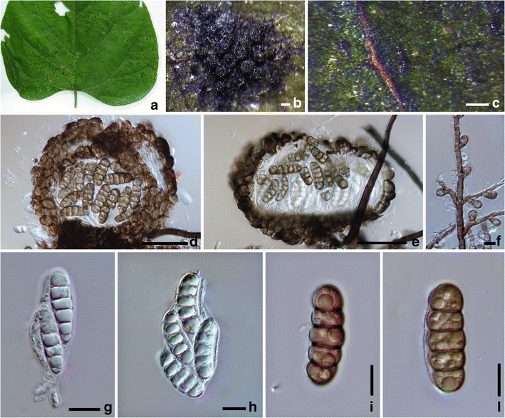 Meliolales | SpringerLink