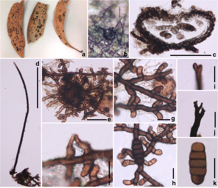 Meliolales | SpringerLink