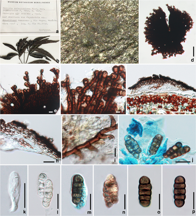 Meliolales | SpringerLink