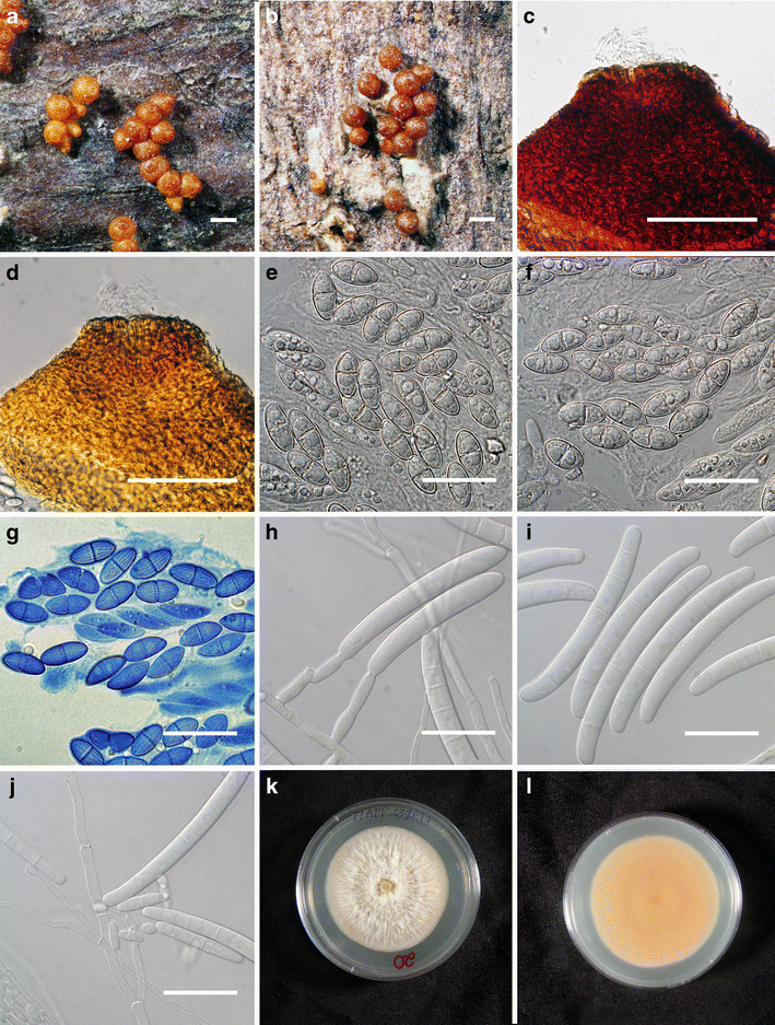 The genus Thelonectria ( Nectriaceae, Hypocreales, Ascomycota) and ...