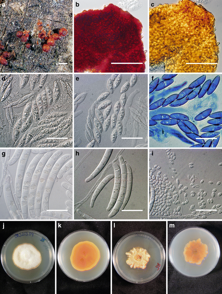 The genus Thelonectria ( Nectriaceae, Hypocreales, Ascomycota) and ...