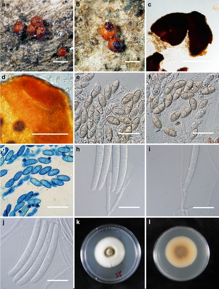 The genus Thelonectria ( Nectriaceae, Hypocreales, Ascomycota) and ...