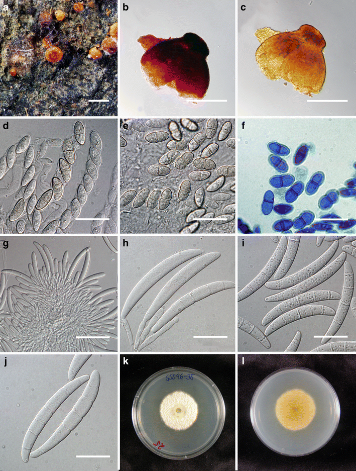 The genus Thelonectria ( Nectriaceae, Hypocreales, Ascomycota) and ...