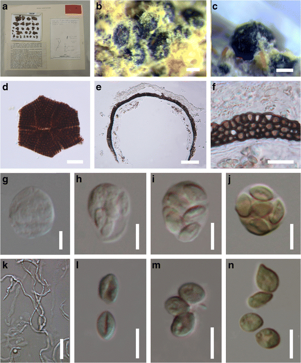 Families of Sordariomycetes | SpringerLink