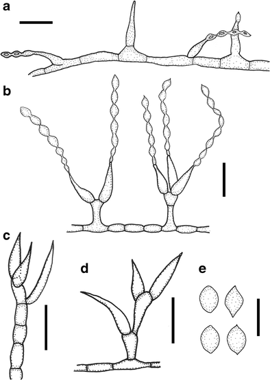 Families of Sordariomycetes | SpringerLink