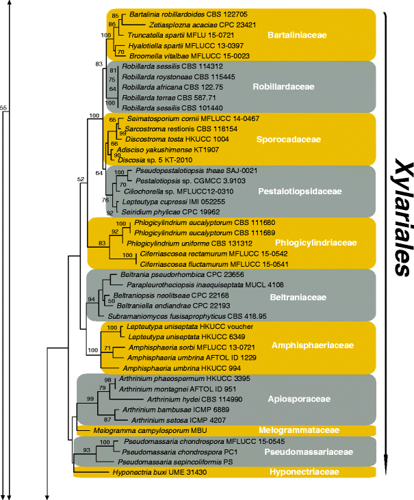 Families of Sordariomycetes | SpringerLink