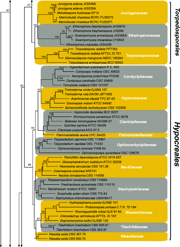 Families of Sordariomycetes | SpringerLink