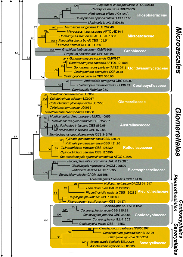 Families of Sordariomycetes | SpringerLink