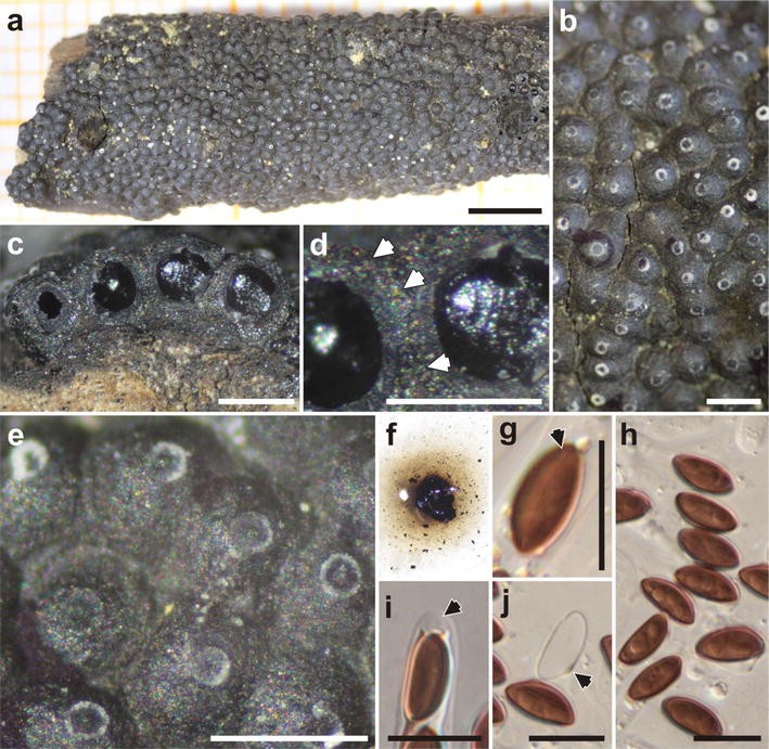 Phylogenetic and chemotaxonomic resolution of the genus Annulohypoxylon ...