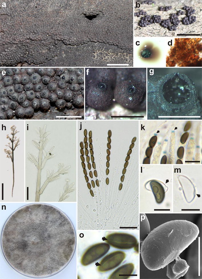 Phylogenetic and chemotaxonomic resolution of the genus Annulohypoxylon ...