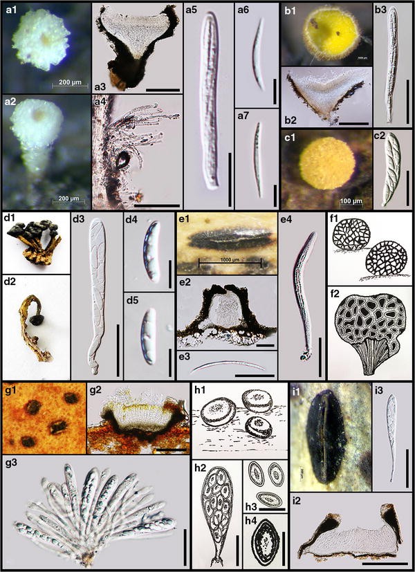 DISCOMYCETES: the apothecial representatives of the phylum Ascomycota ...
