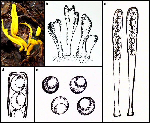 DISCOMYCETES: the apothecial representatives of the phylum Ascomycota ...