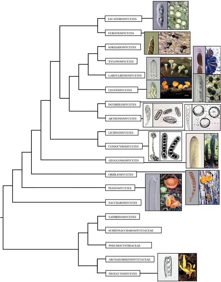 DISCOMYCETES: the apothecial representatives of the phylum Ascomycota ...
