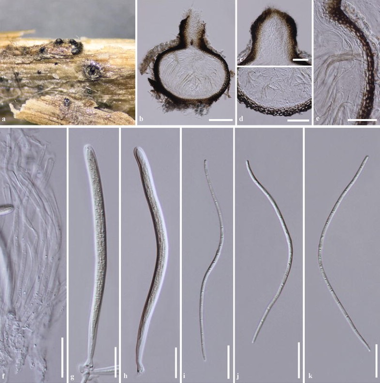 Towards a natural classification of Ophiobolus and ophiobolus-like taxa ...