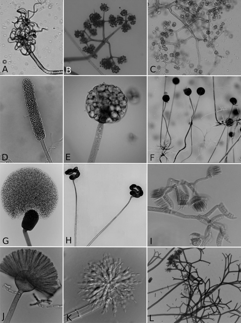 Notes for genera: basal clades of Fungi (including Aphelidiomycota ...