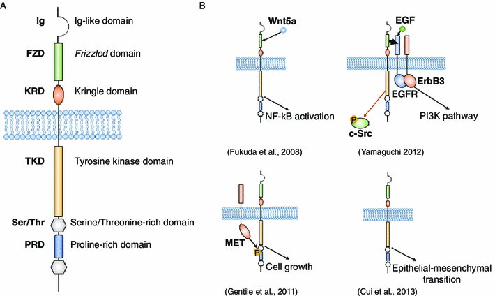 ROR1, an embryonic protein with an emerging role in cancer biology ...