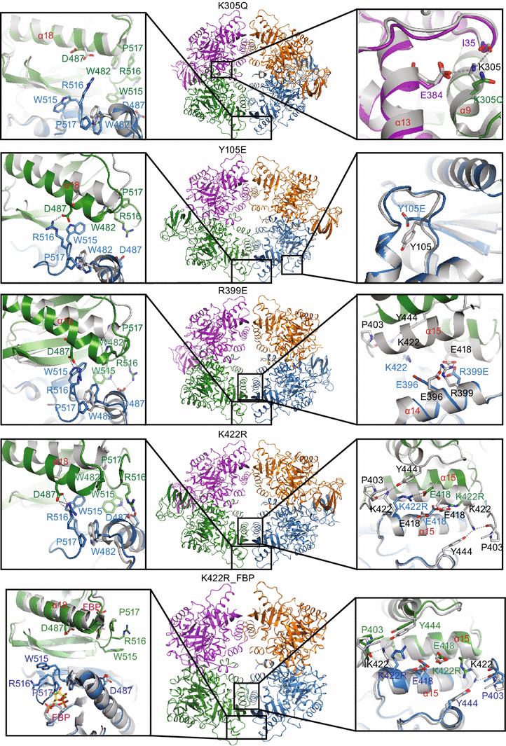 Structural insight into mechanisms for dynamic regulation of PKM2 ...