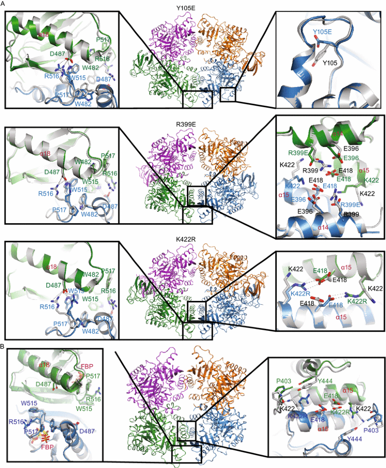 Structural insight into mechanisms for dynamic regulation of PKM2 ...