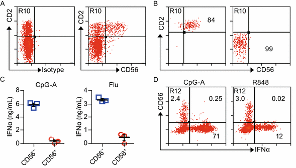 Human BDCA2+CD123+CD56+ dendritic cells (DCs) related to blastic ...