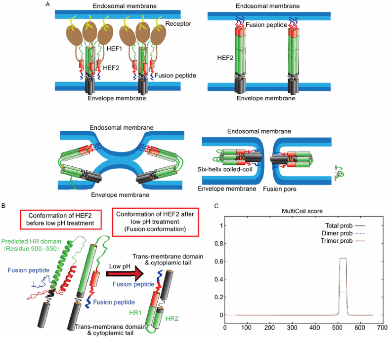 Hemagglutinin-esterase-fusion (HEF) protein of influenza C virus ...
