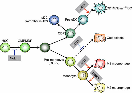 Role of Notch signaling in regulating innate immunity and inflammation ...