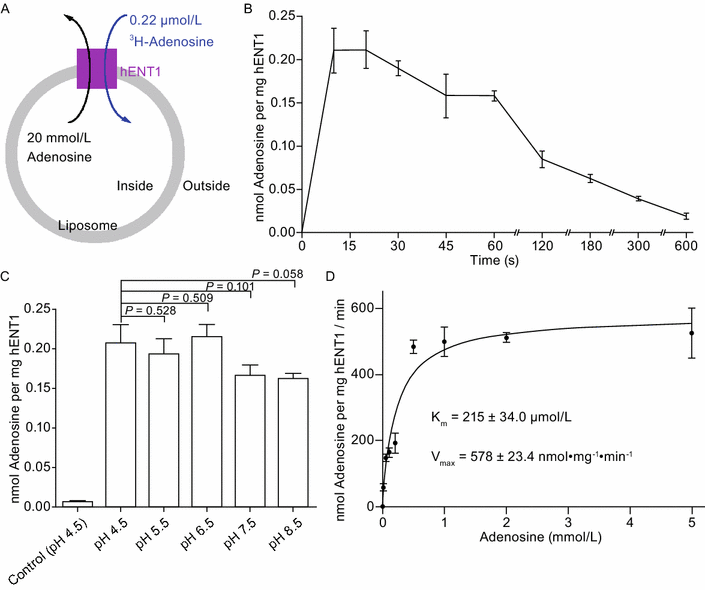 Functional characterization of human equilibrative nucleoside ...