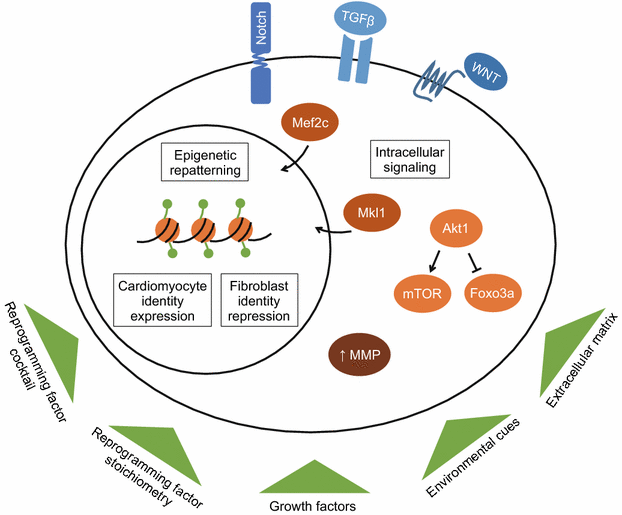 Molecular barriers to direct cardiac reprogramming | SpringerLink