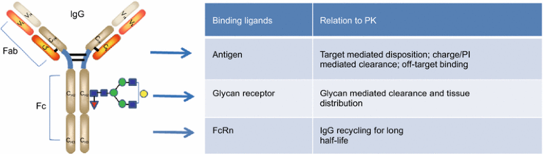 Pharmacokinetics of monoclonal antibodies and Fc-fusion proteins ...
