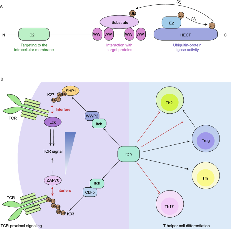Immune regulation by protein ubiquitination: roles of the E3 ligases ...