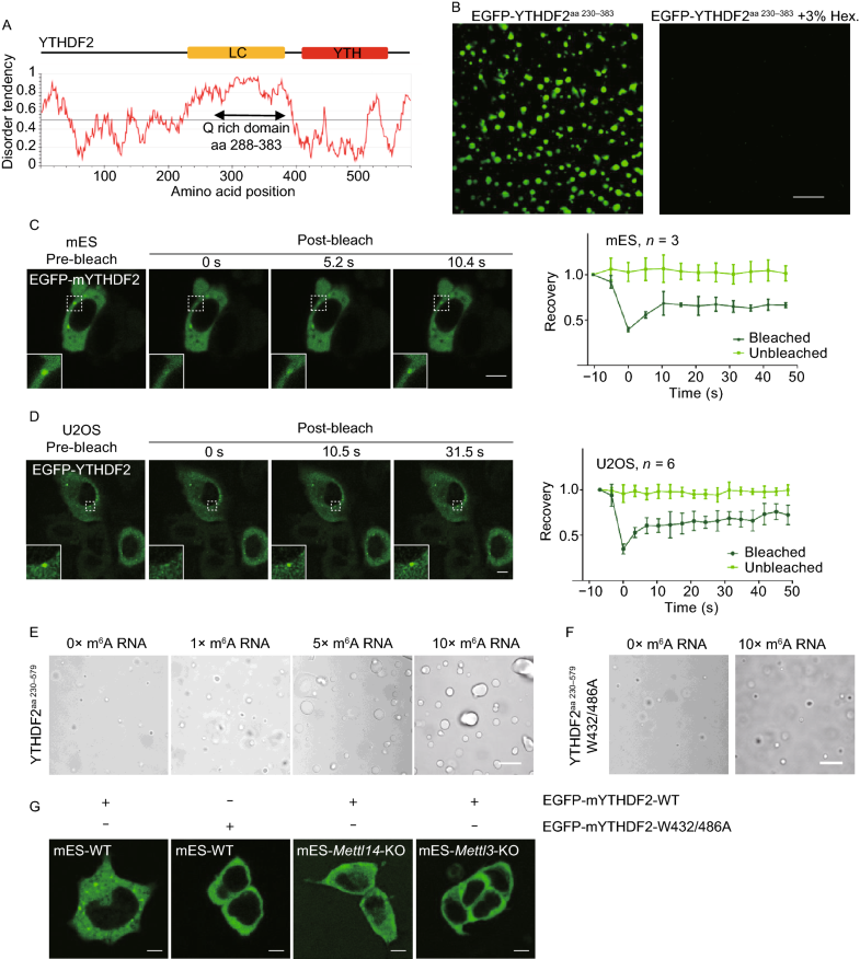 Binding to m6A RNA promotes YTHDF2-mediated phase separation | SpringerLink
