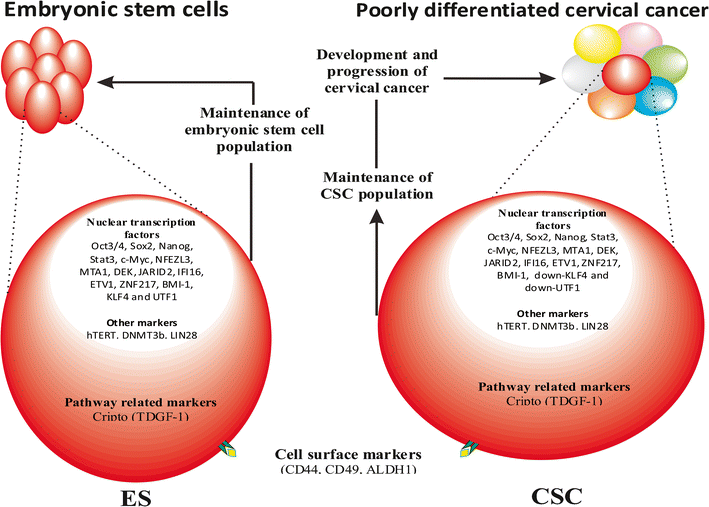 Embryonic stem cell-specific signature in cervical cancer | SpringerLink