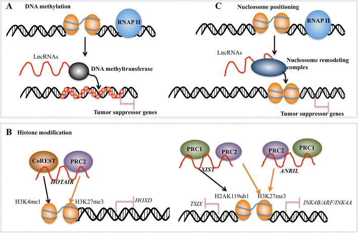 Long noncoding RNAs and tumorigenesis: genetic associations, molecular mechanisms, and ...