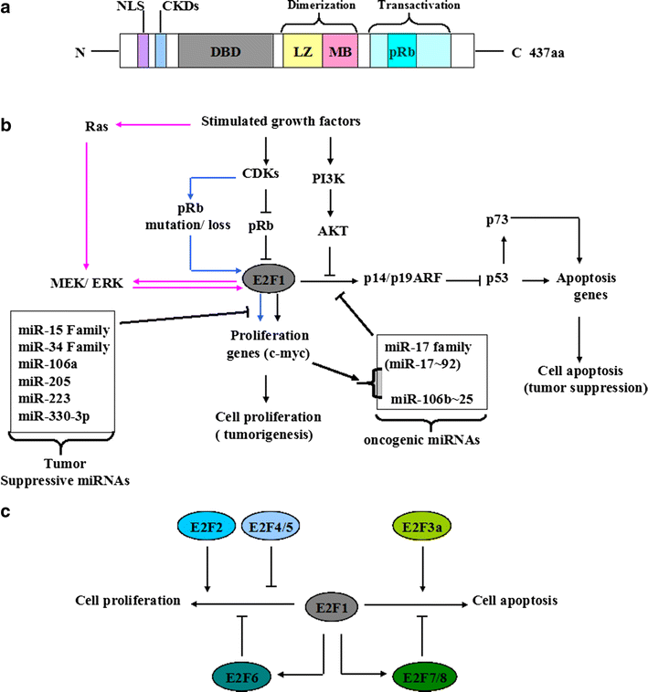 E2F1: a promising regulator in ovarian carcinoma | SpringerLink