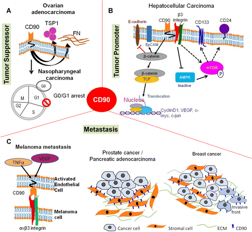 Multiple roles of CD90 in cancer | SpringerLink