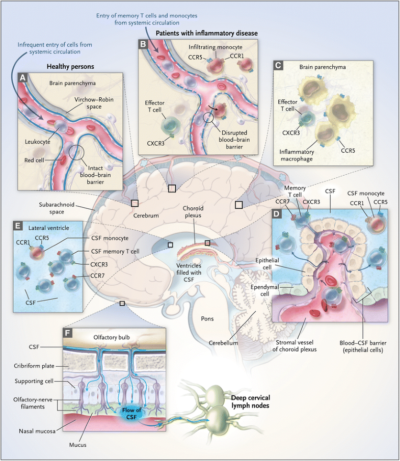 Neuroinflammation: Ways in Which the Immune System Affects the Brain ...