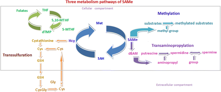 S-Adenosyl Methionine and Transmethylation Pathways in Neuropsychiatric ...