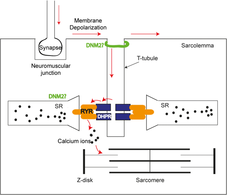 Dynamin 2 (DNM2) as Cause of, and Modifier for, Human Neuromuscular ...