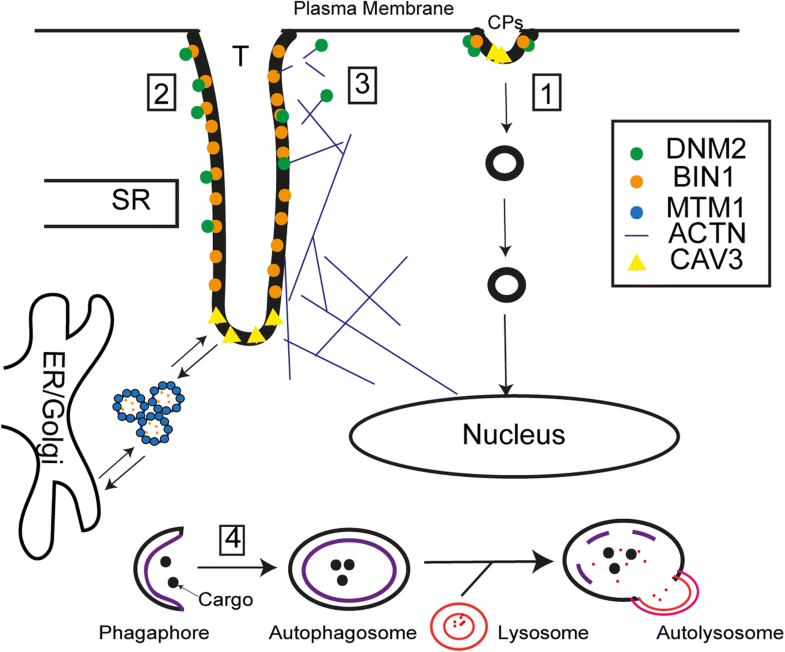 Dynamin 2 (DNM2) as Cause of, and Modifier for, Human Neuromuscular ...