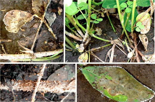 A novel QTL governing resistance to stem rot disease caused by ...