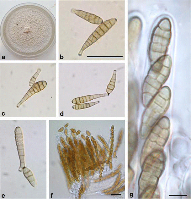 Alternaria infectoria and Stemphylium herbarum, two new pathogens of ...