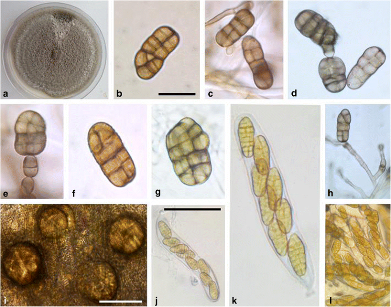 Alternaria infectoria and Stemphylium herbarum, two new pathogens of ...