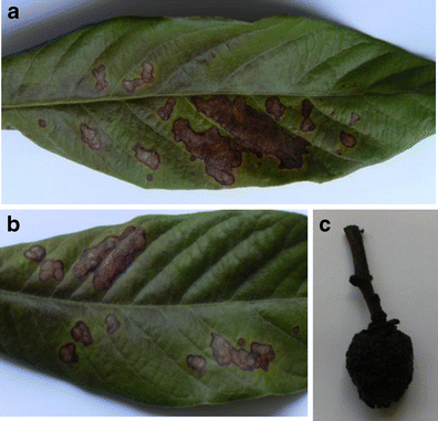 Alternaria alternata causes leaf spot and fruit rot on loquat ...